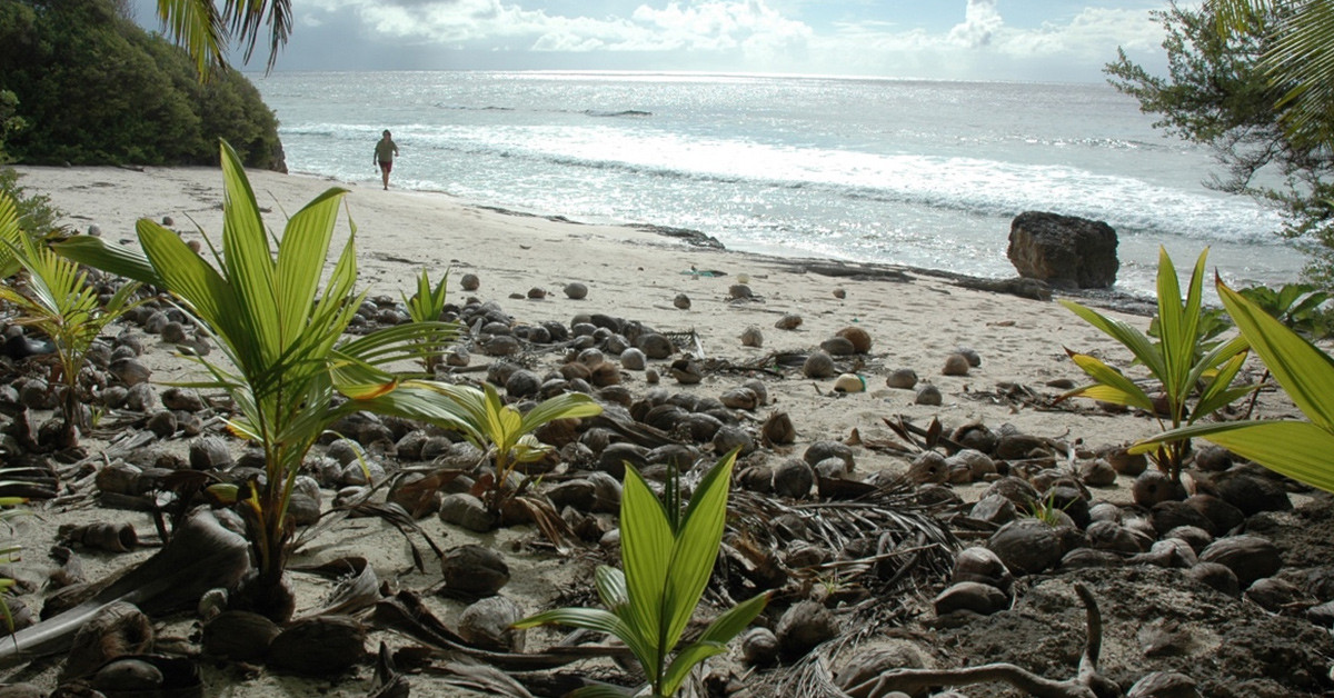 Issız ada hikayesi gerçek oldu! 5 gün mahsur kalan adam hayatta ...