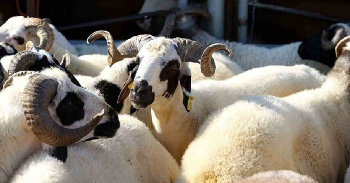 2022 Migros, A101, Carrefour kurbanlık fiyatlar belli oldu mu? - Haber365