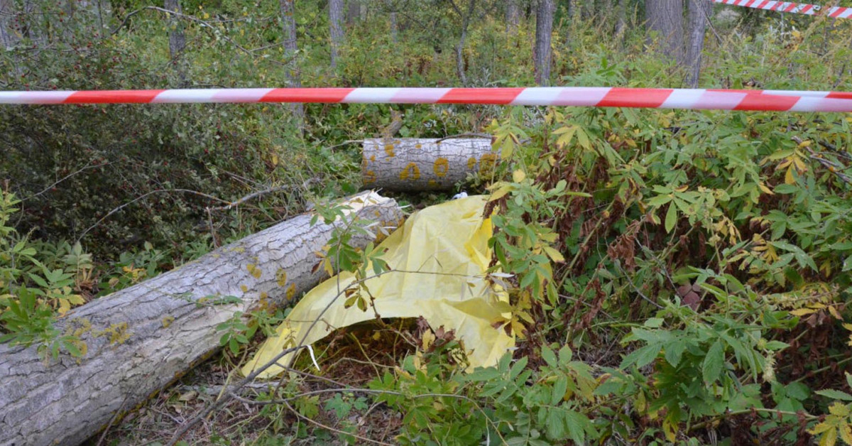 Bursa’da ağaç kesimi kazası: Bir işçi hayatını kaybetti - Haber365