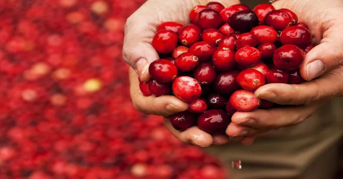 Cranberry nedir, nasıl tüketilir? Bin bir derde deva olan turna yemişi ...
