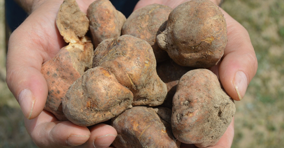 Domalan mantarı nedir? - Haber365