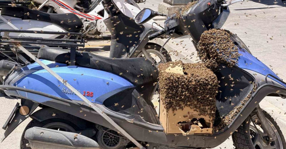Erzincan'da Oğul Veren Bal Arıları Vatandaşların Ilgisini Çekti - Haber365