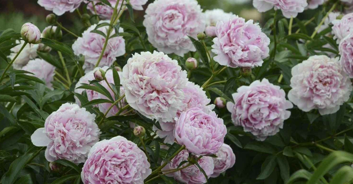 Kahramanmaraş’tan açıklama geldi! Şakayık koparana 109 bin 593 TL ceza ...