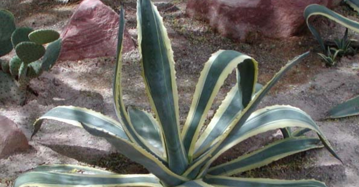 Nadir Bulunan ''Agave'' bitkisine Aydın'da Rastlanıldı - Haber365