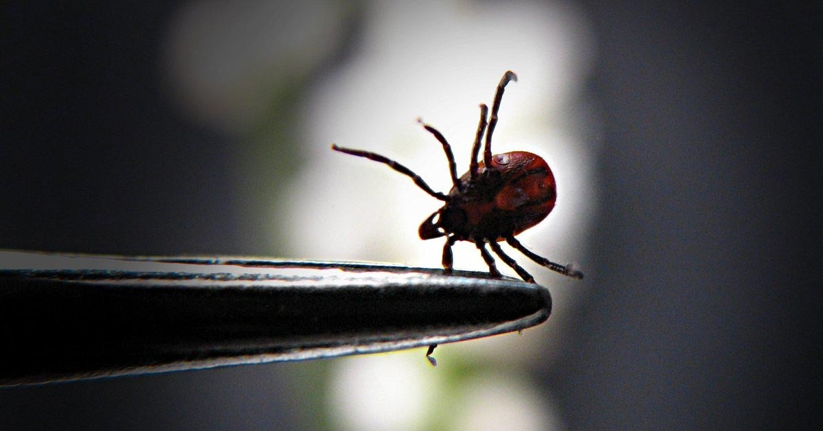 Kabus yeniden aramızda! O bölgelerde yaşayan insanlar risk altında ...