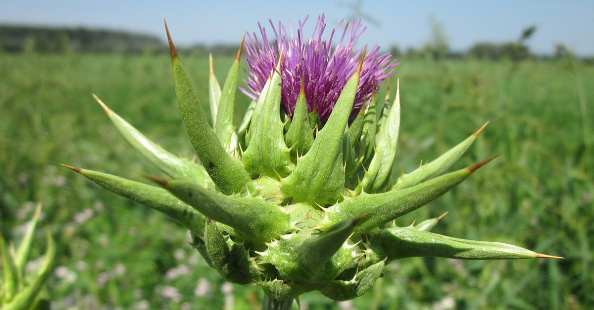 Şevketi Bostan Bitkisi Nedir, Faydaları Nelerdir? - Haber365