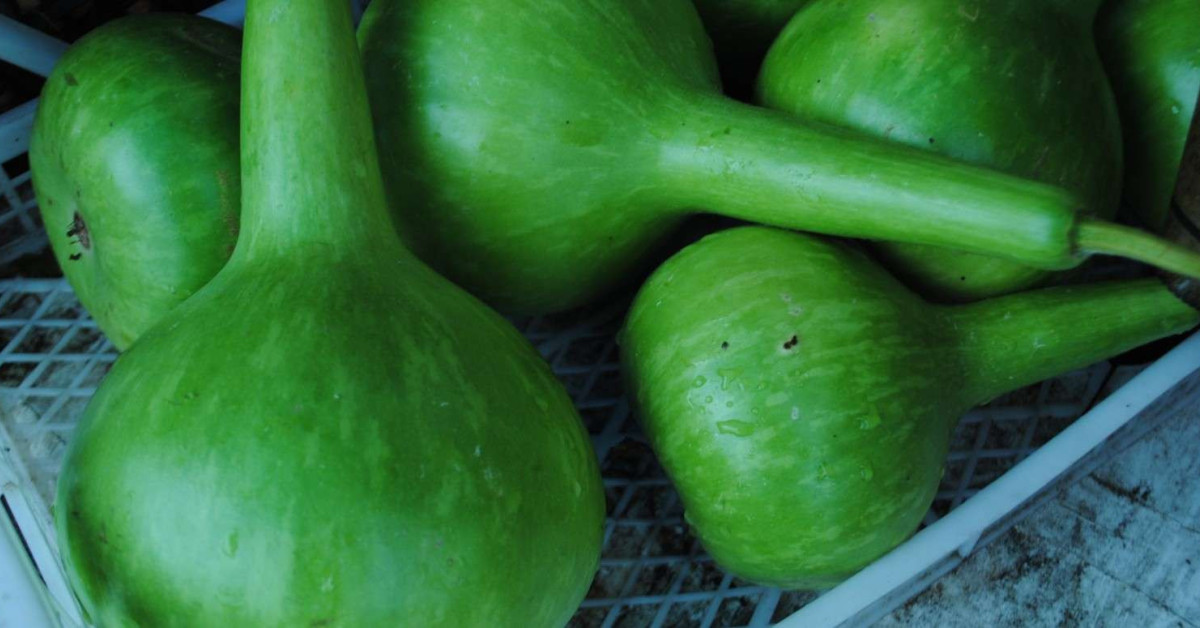 Su Kabağı (Süs Kabağı) nedir, nasıl kurutulur? Evde su kabağı kurutma ...