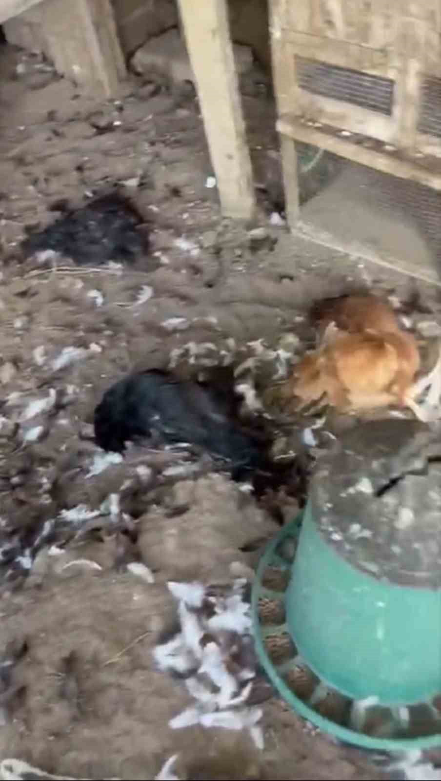 Sokak Köpekleri Kümese Saldırdı: 30 Tavuk Telef Oldu - Haber365