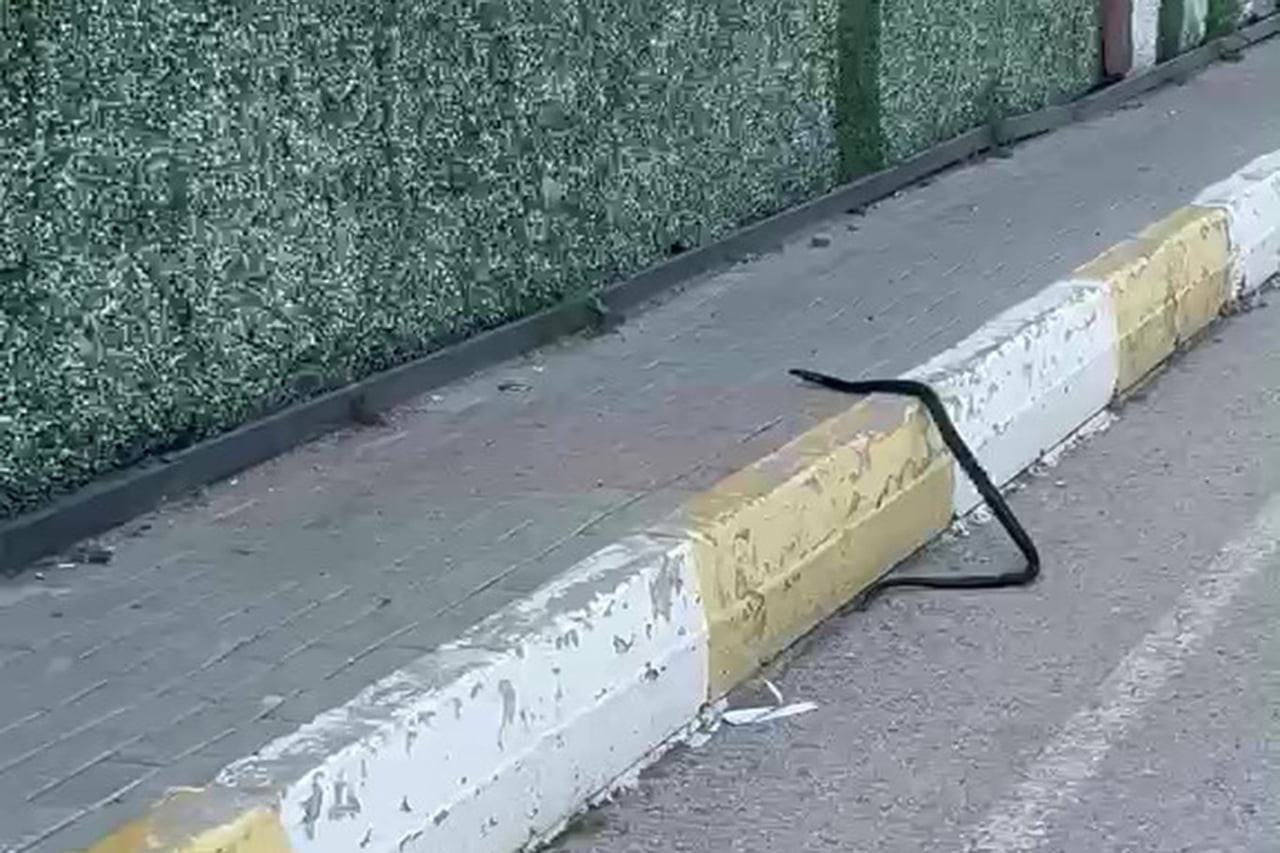 Şırnak'ta Dikey Bahçede Yılan Paniği - Haber365
